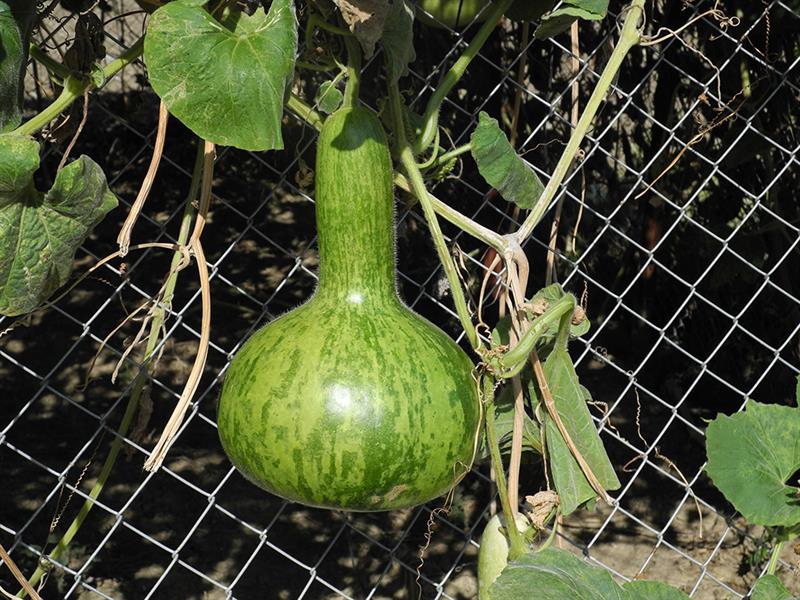 Kadın Çiftçiler Tarımsal Yayım Projesi Kapsamında Desteklenen “Su ...
